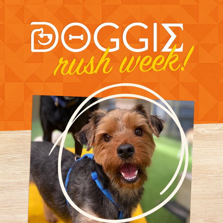 Rush Week Photoshoot! - Roanoke