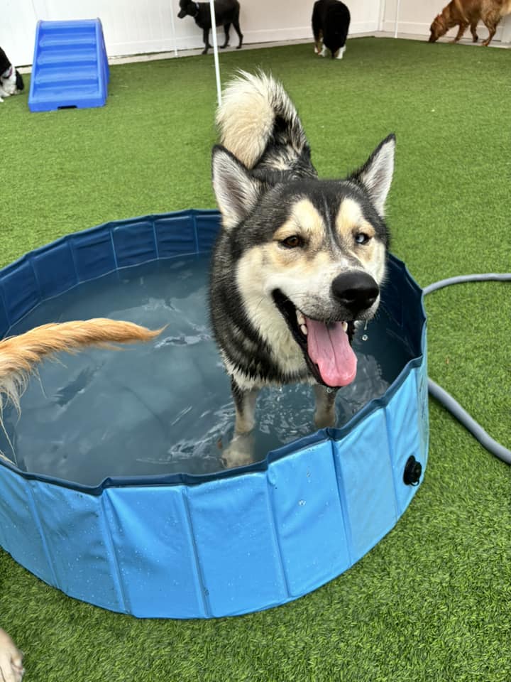 End of Summer Splash Day! - Roanoke