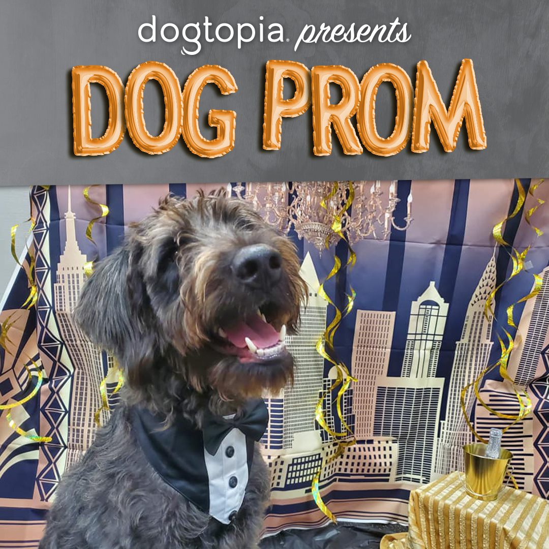 DOG PROM! - Thunderbolt