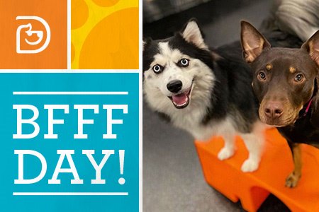 Best Furry Friends Day! - Thunderbolt