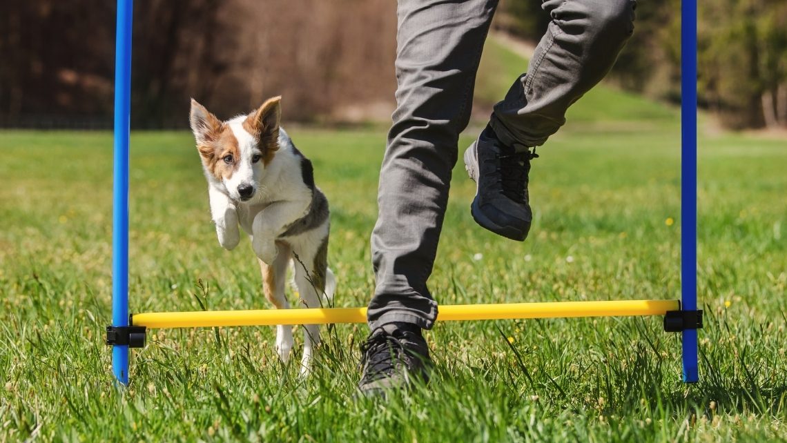 Agility Day! - Thunderbolt