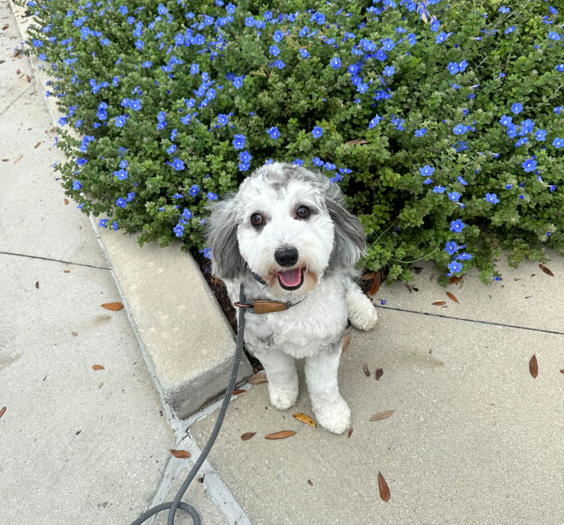 Fun Summer Activities to Enjoy with Your Furry Friend Safely - Downtown ...