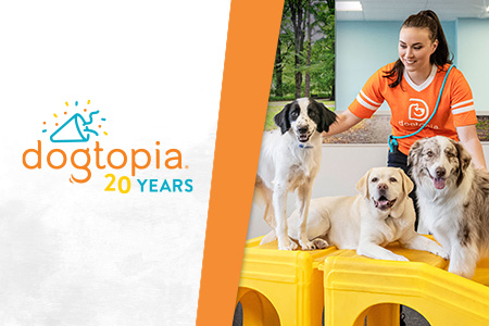20th Anniversary of Dogtopia!! - Downtown Evanston