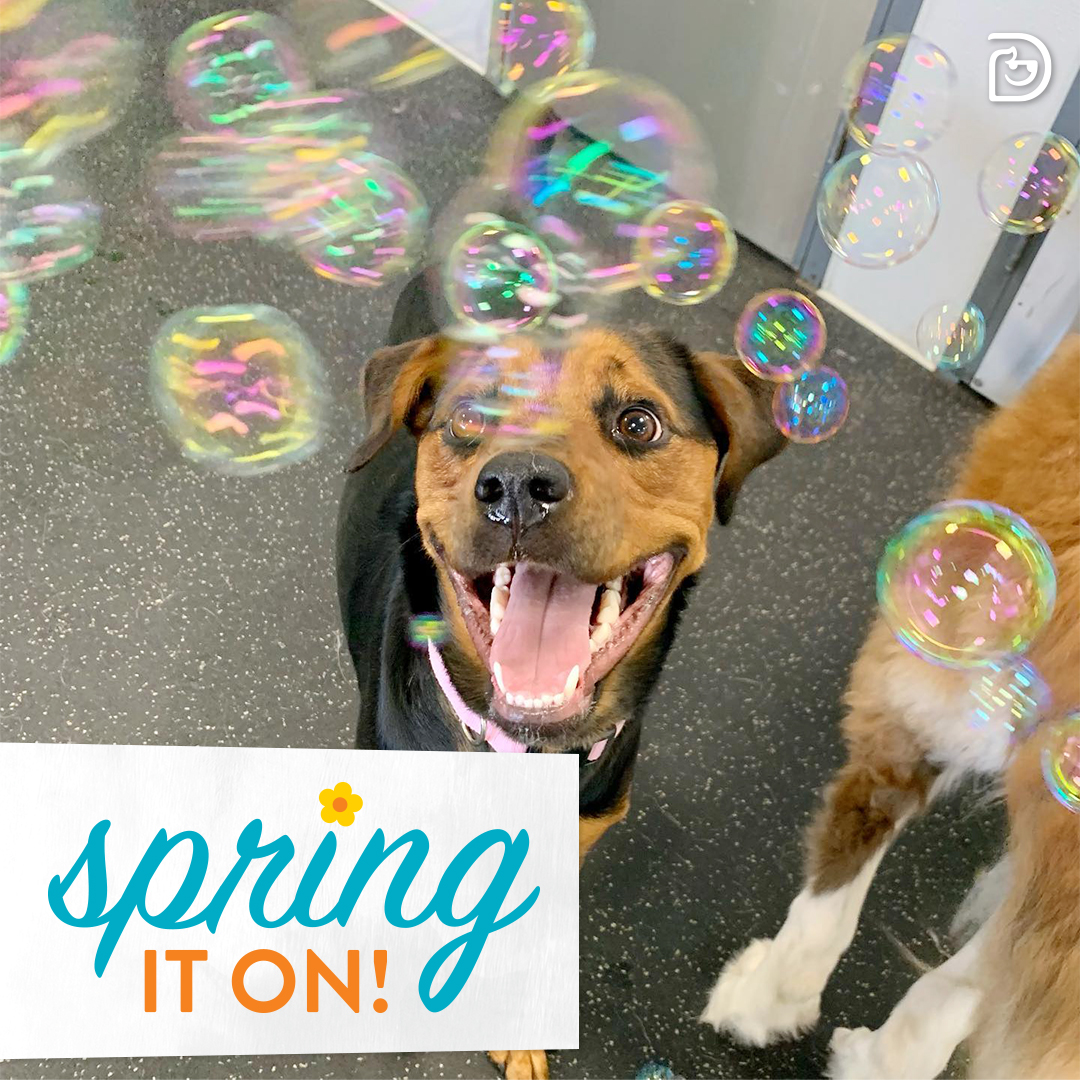 First Day of Spring Celebration! - Downtown Evanston