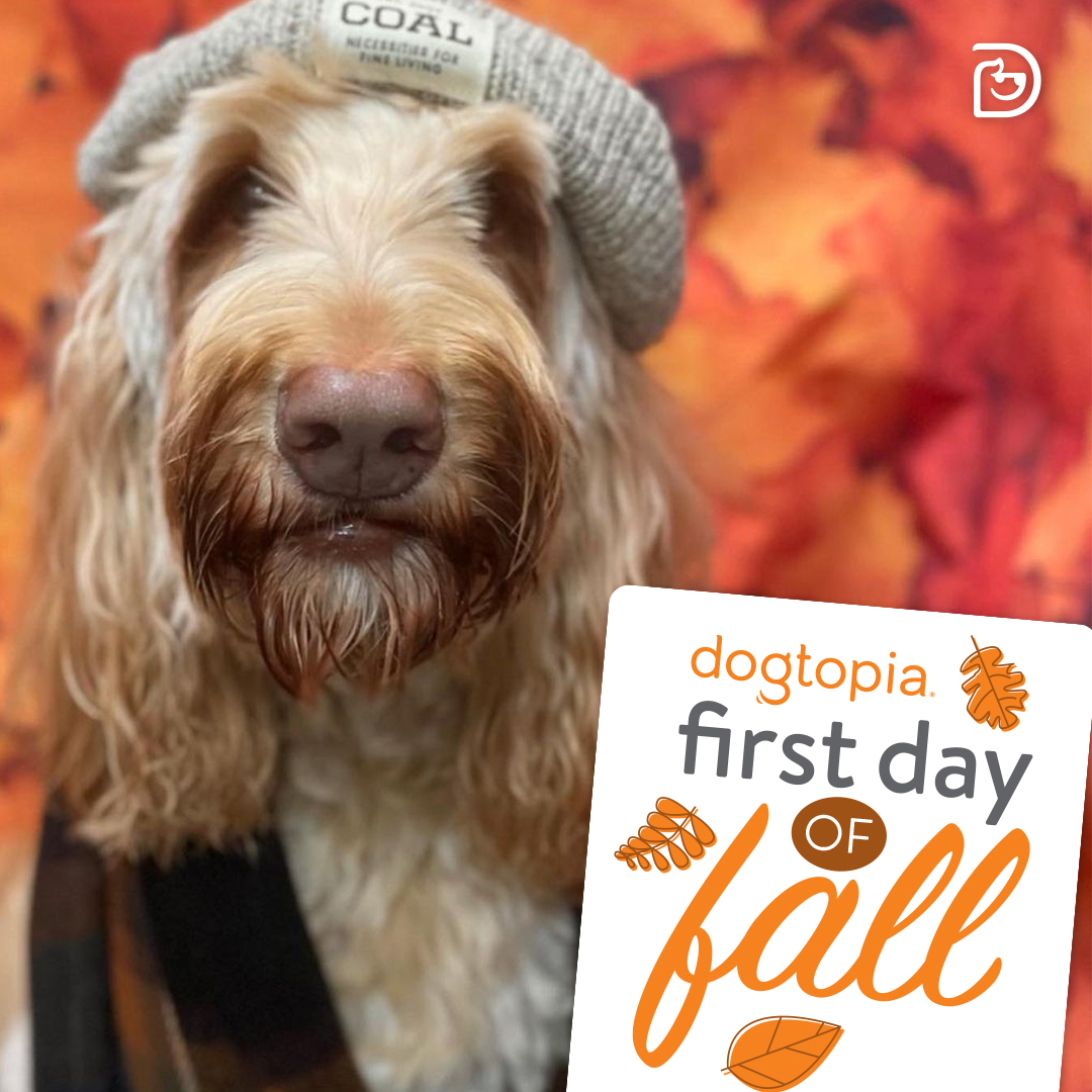 First Day of Fall Photos - Downtown Evanston
