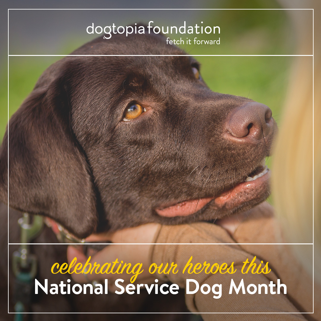 National Service Dog Month - Downtown Evanston