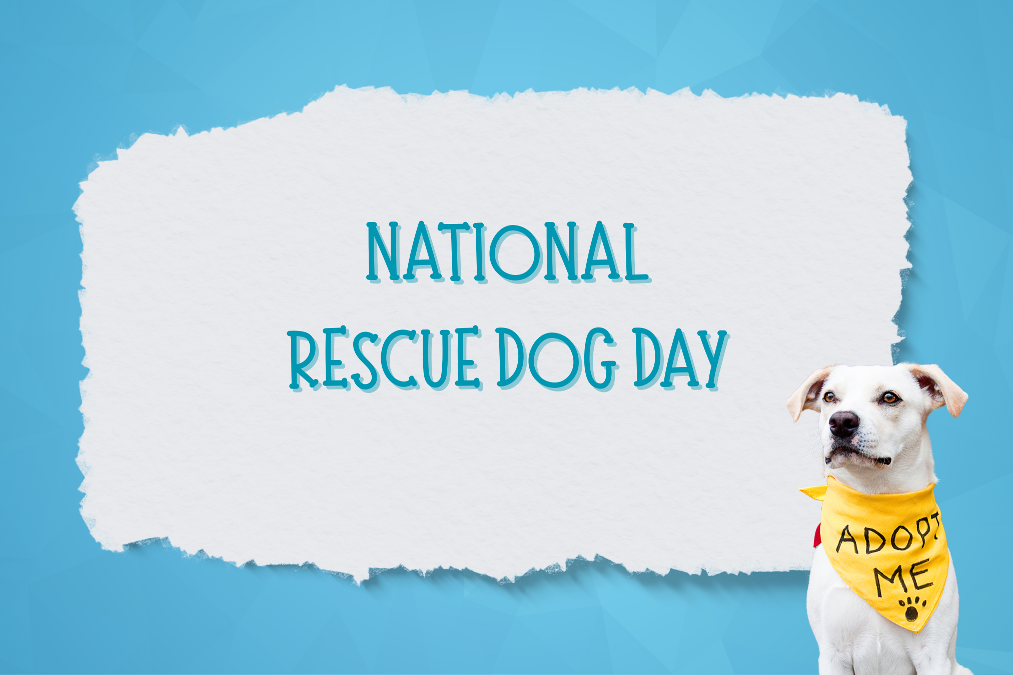 National Rescue Dog Day - Downtown Evanston