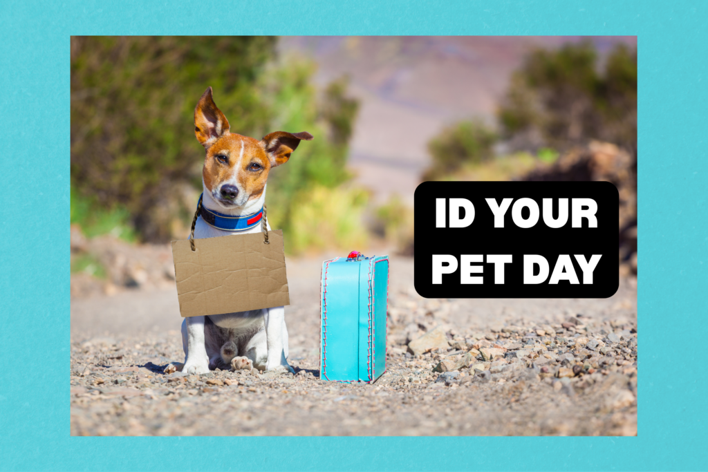 national-id-your-pet-day-downtown-evanston