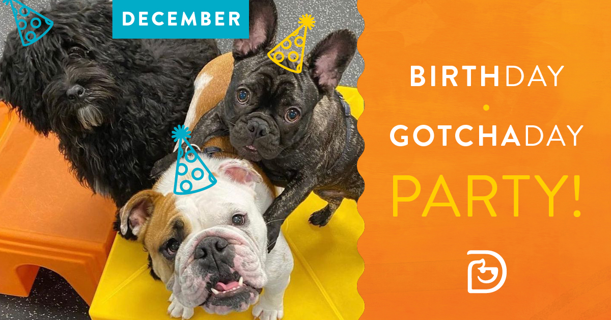 Birthday/Gotcha Day Party - South Ann Arbor