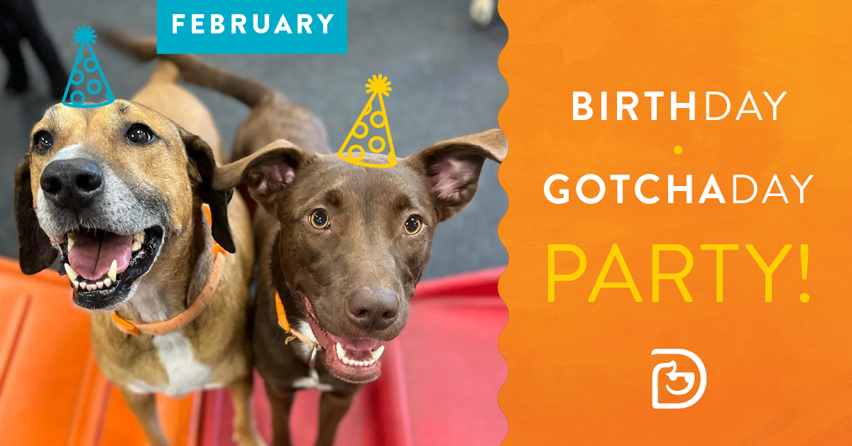 Birthday / Gotcha Day Party!! - Southlake