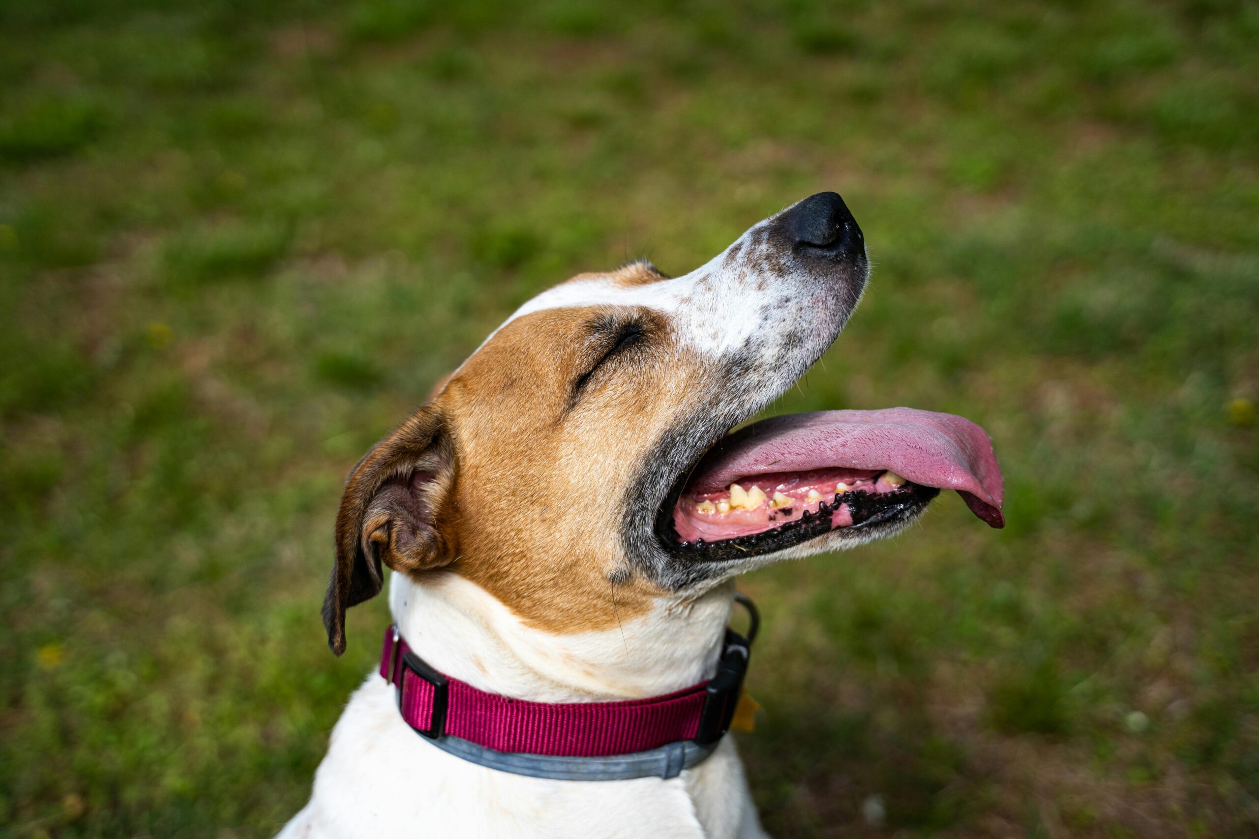 National Mutt Day! - Southlake