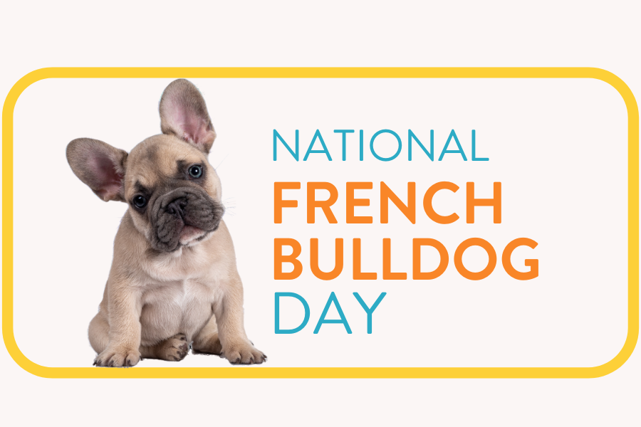 National French Bulldog Day - Roseville