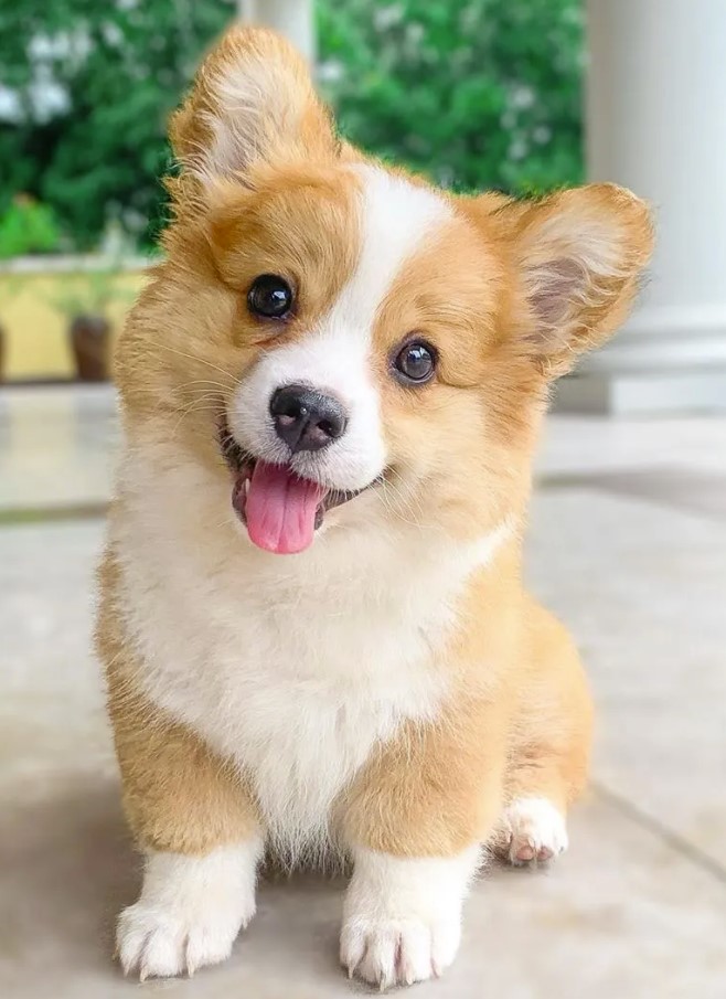 International Corgi Day! - The Woodlands West