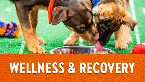 Wellness & Recovery Day! Bathe It Forward! - The Woodlands West