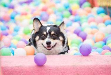 Spring Fling Ball Party! - The Woodlands West