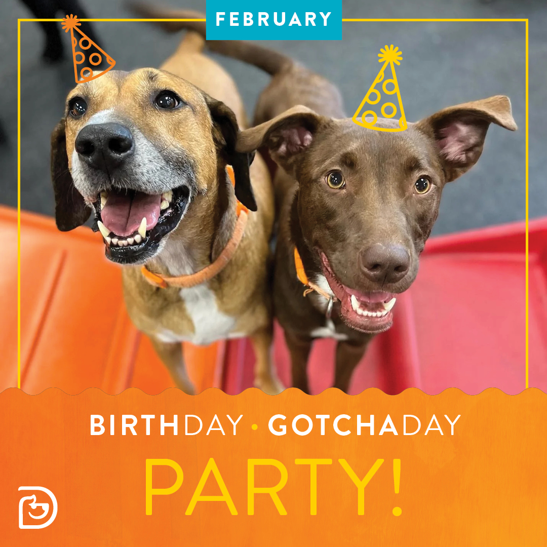 BIRTHDAY/GOTCHA DAY PARTY! - Greensburg
