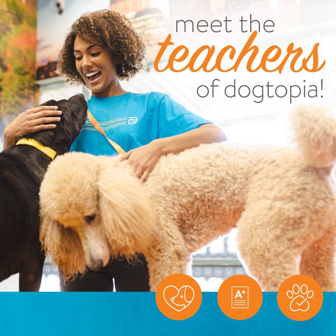 DOGTOPIA MEET THE TEACHER WEEK! - Greensburg