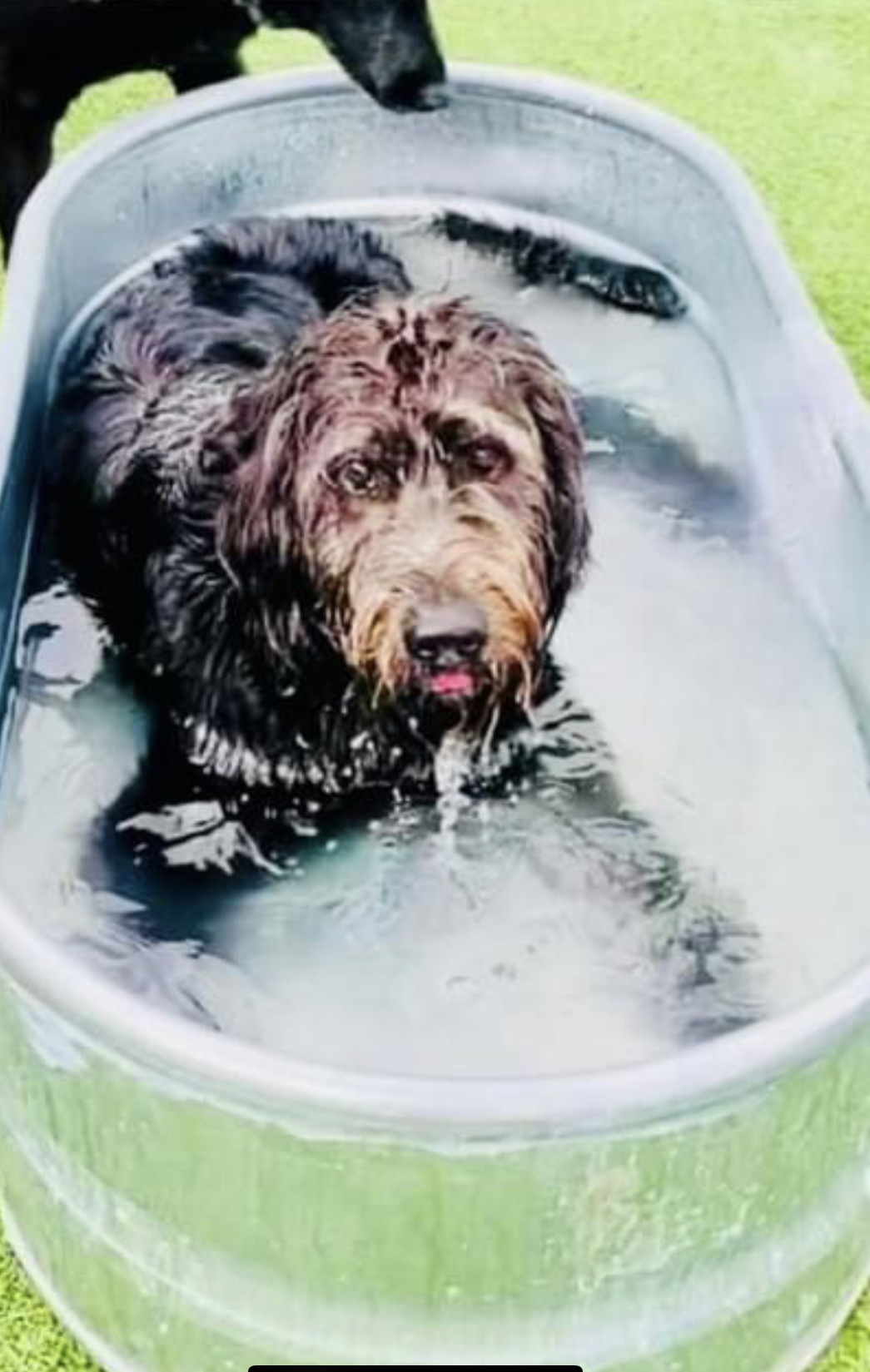 DOG DAYS OF SUMMER! POOL PARTY WEEK! - Greensburg