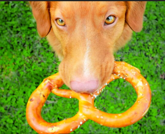 FRIDAY TREAT DAY: PRETZELS AND CHEESE! - Greensburg