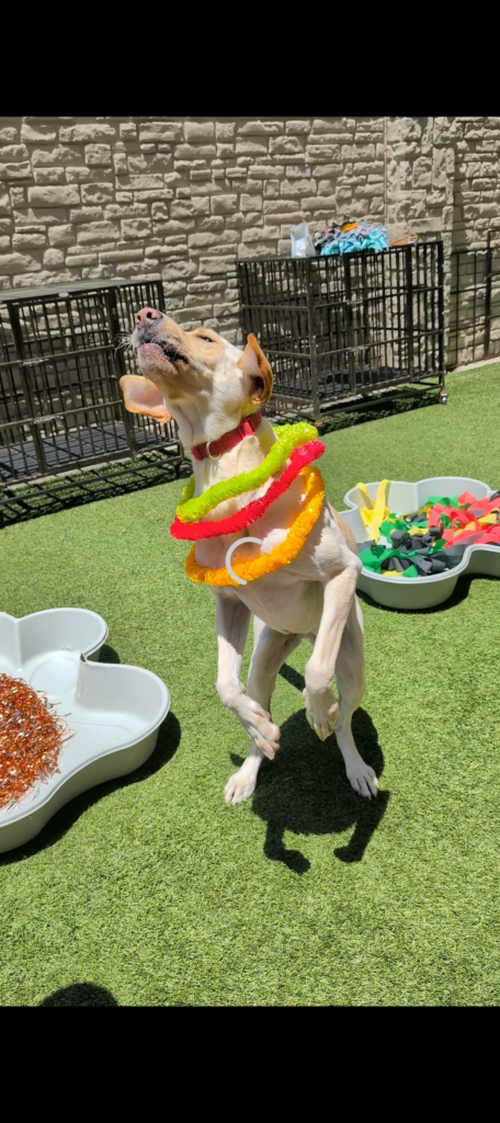Dog Days of Summer Party - Short Pump