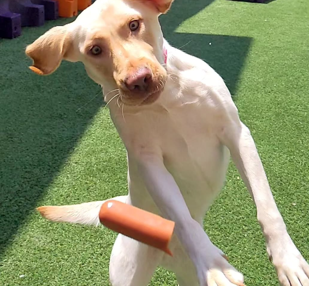 National Hotdog Day Treat - Short Pump