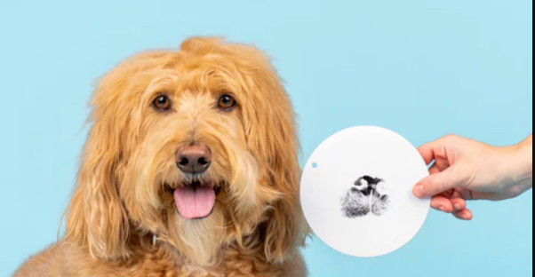 Nose Print Craft - Easton