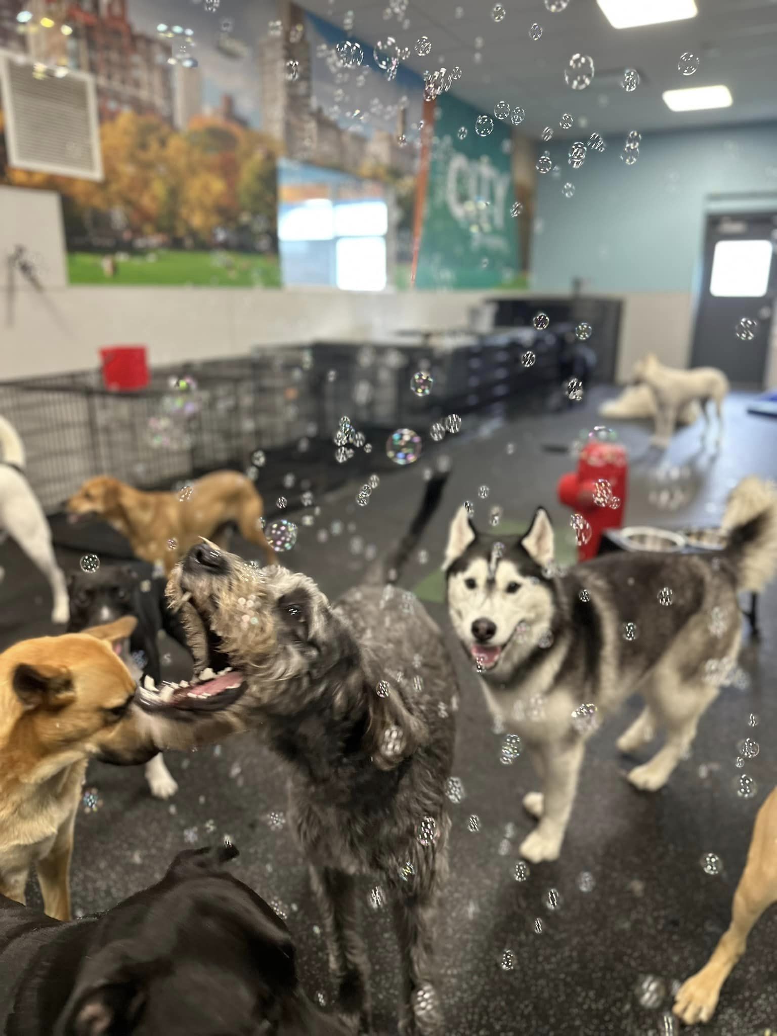 Bubble Parties! - Easton