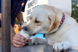 Pup Cup Day! - Long Island City