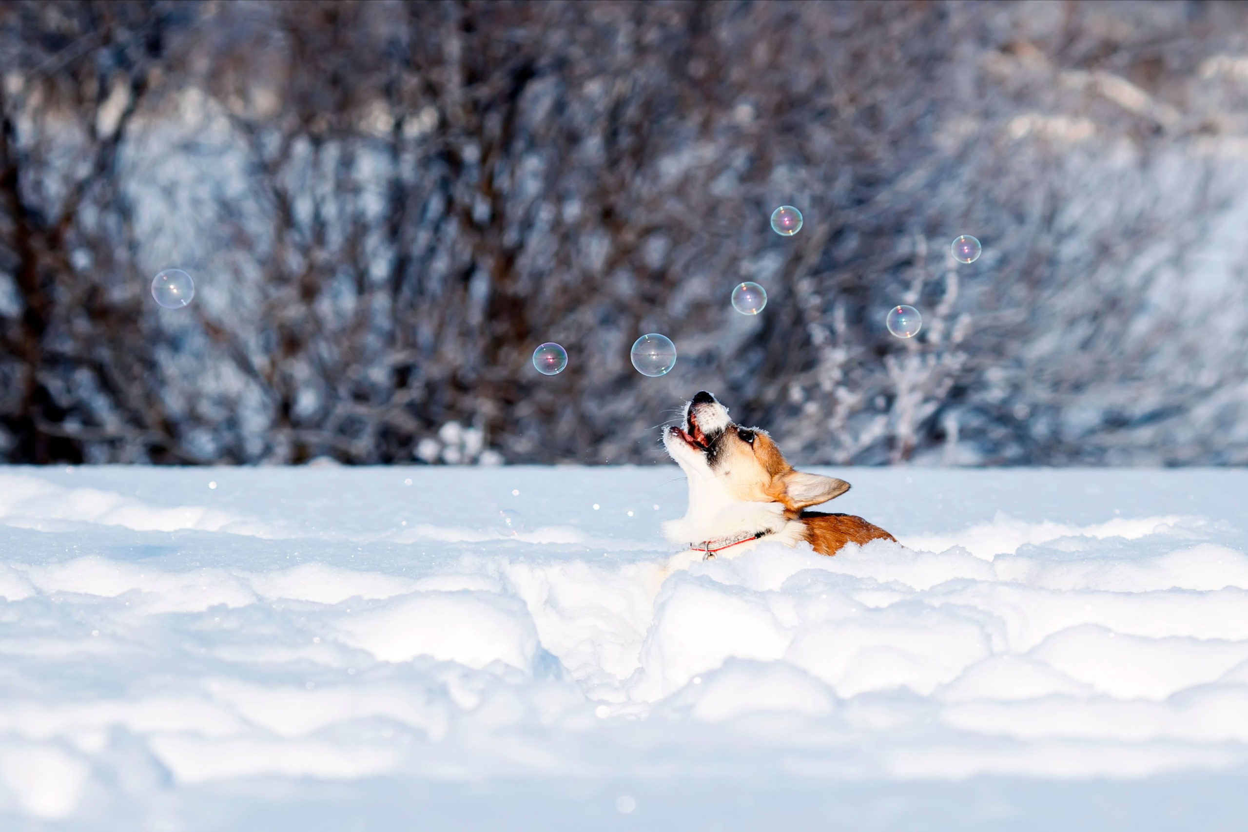 Let It Snow Bubbles! - Woodbury