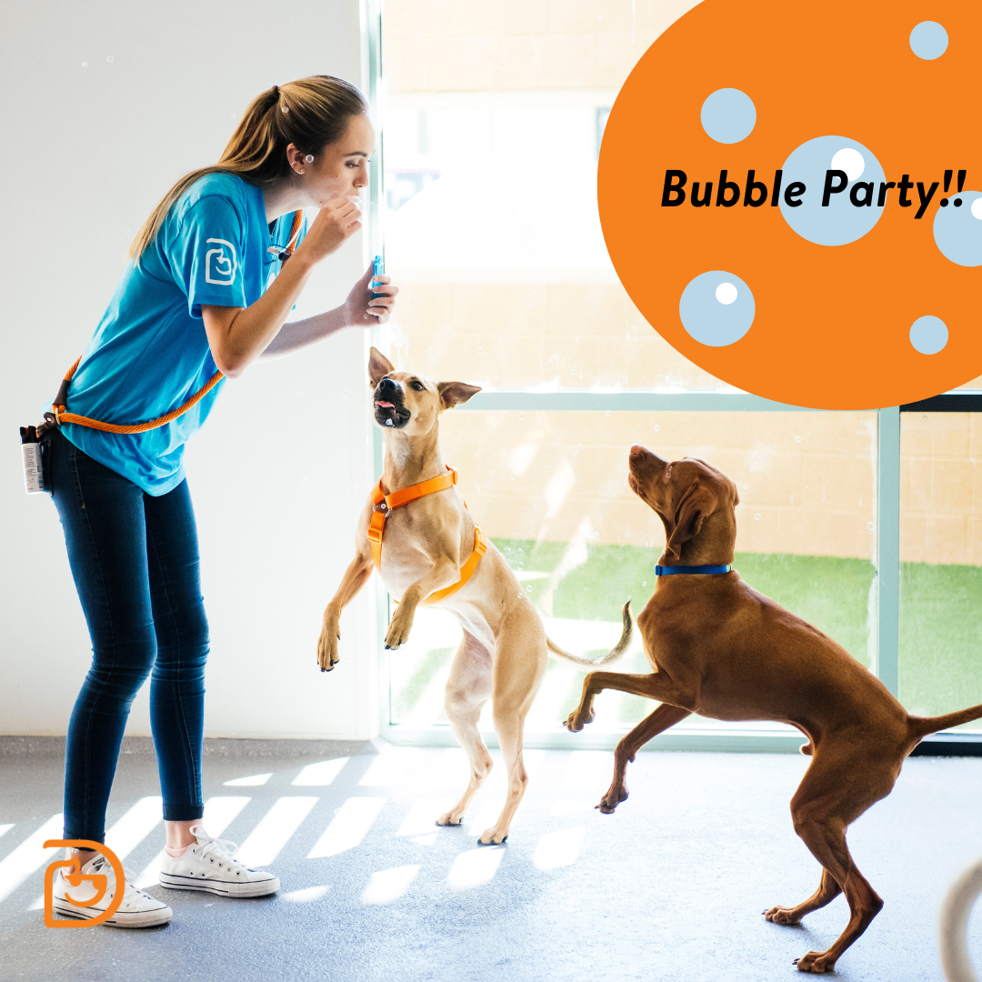 Bubble Day! - Woodbury