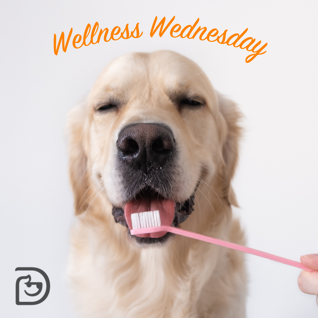 Wellness Wednesday- Teeth Cleening! - Woodbury