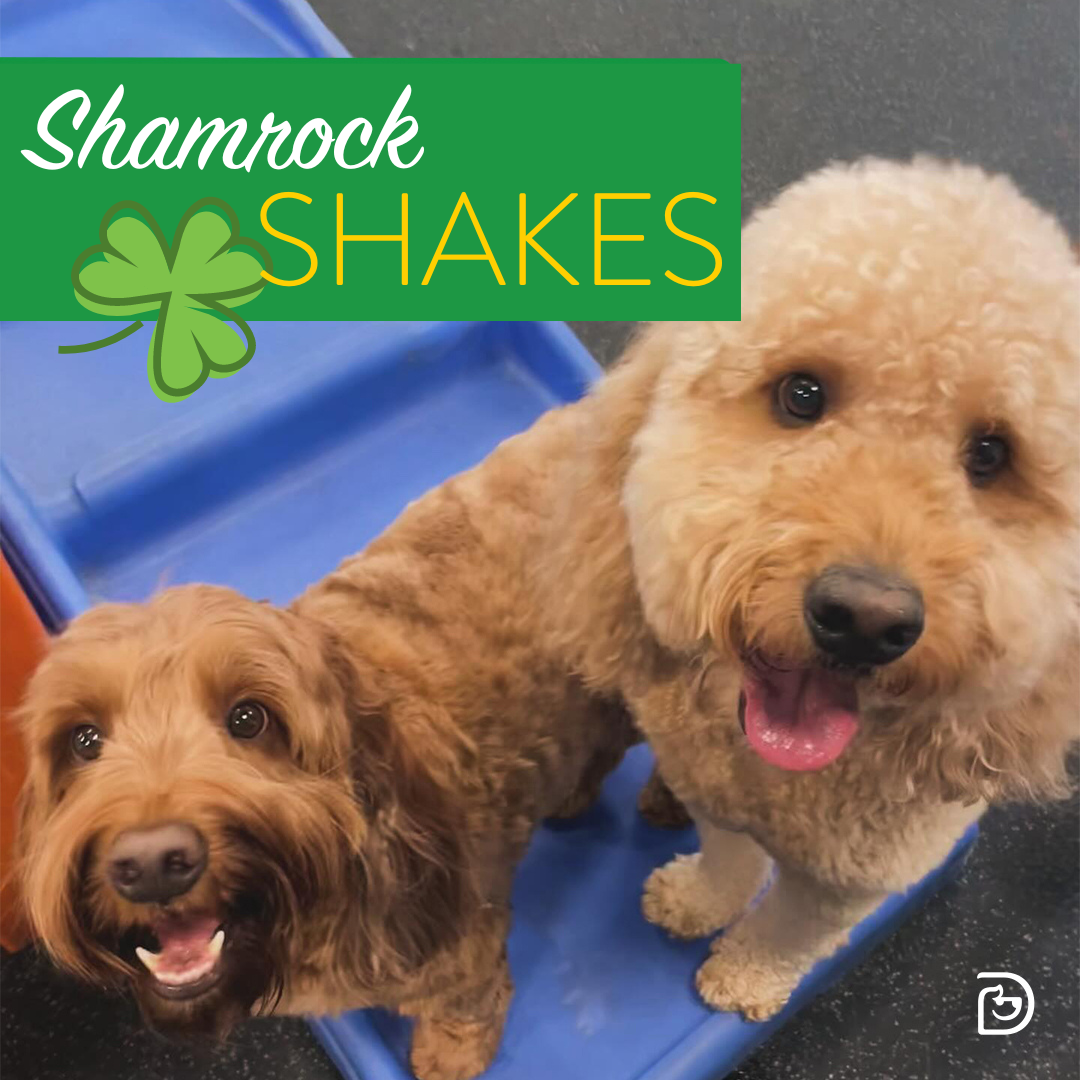 Shamrock Shakes! - Woodbury