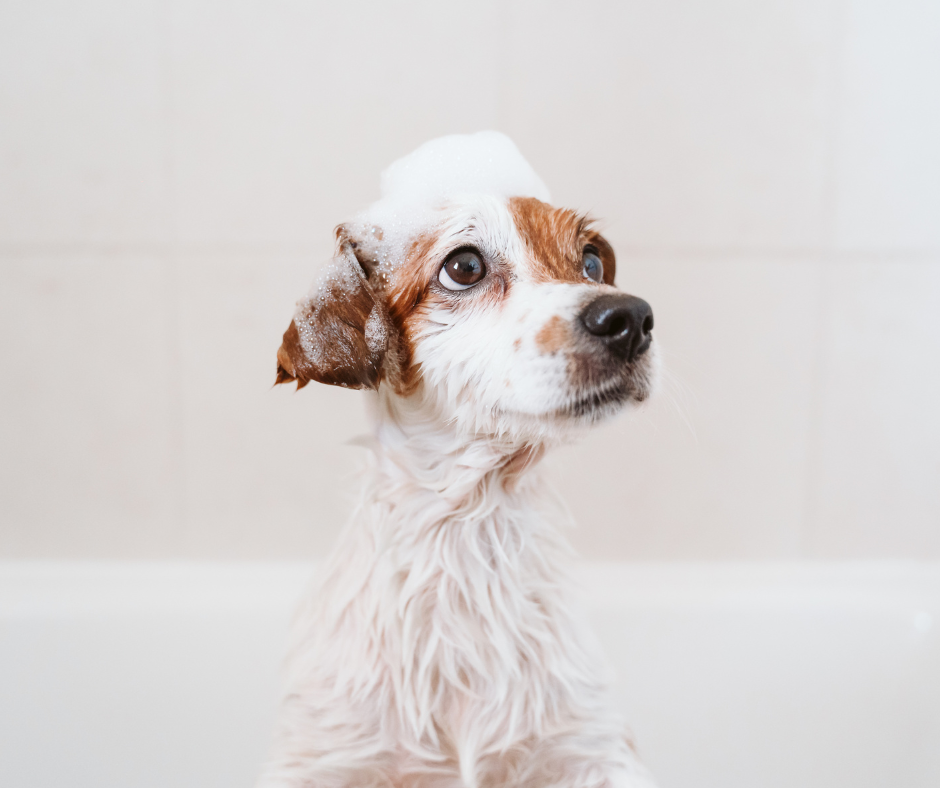 Dog Spa Special! - Woodbury