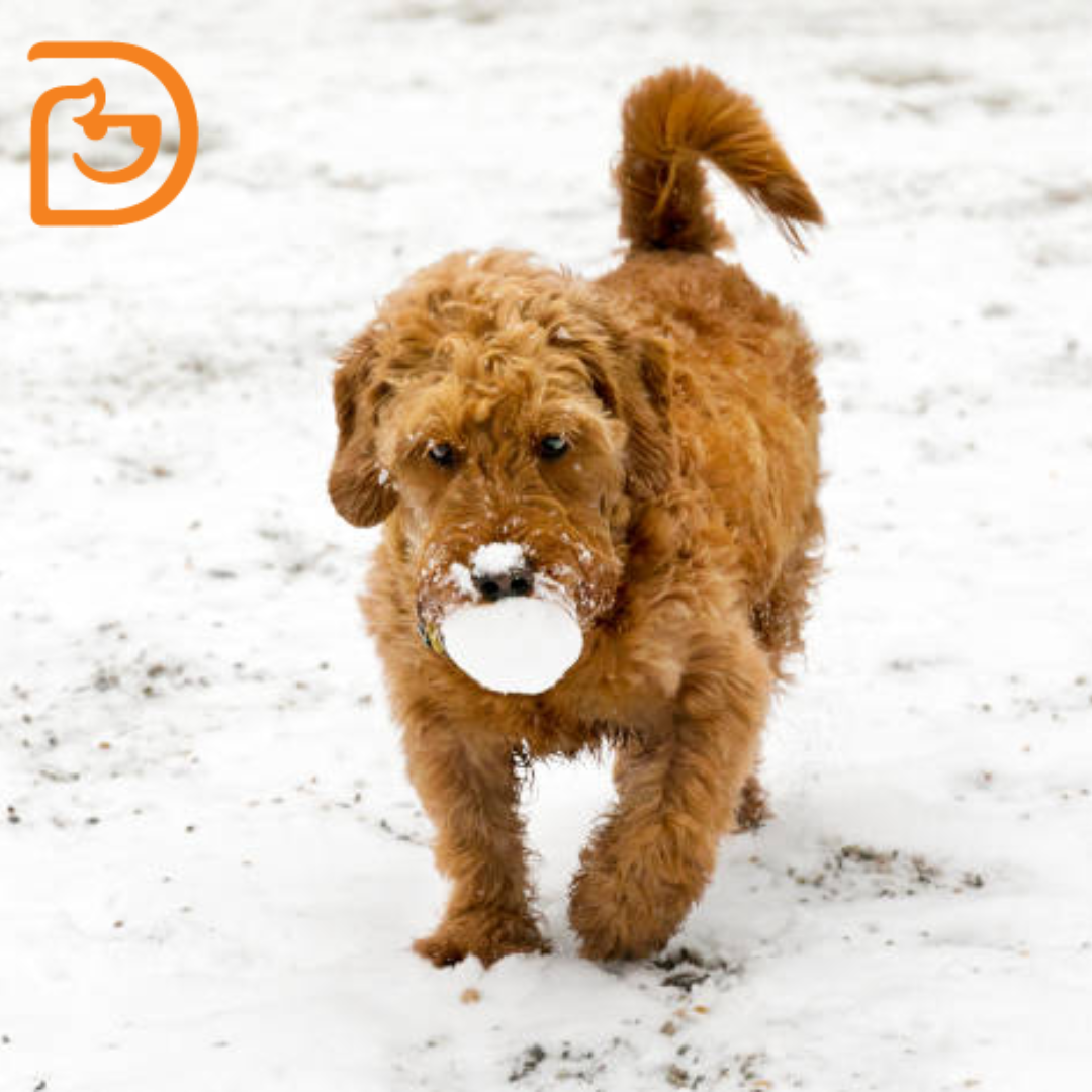 Snowball Treat Day! - Woodbury