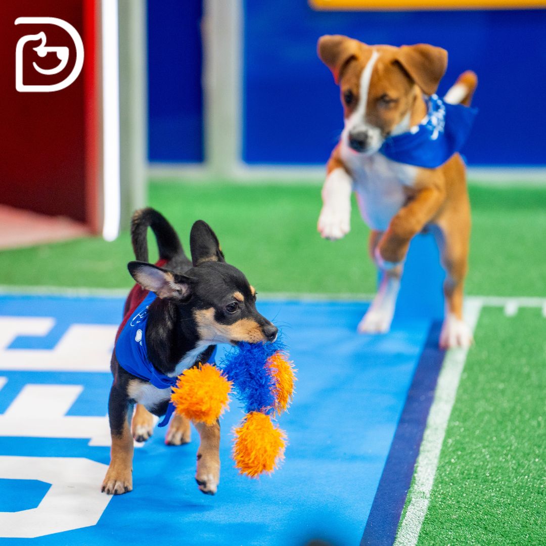 PUPPY BOWL: Huddle Training! - Woodbury
