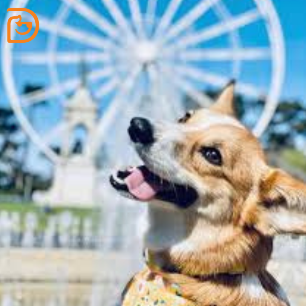 Wheel of Treats! - Woodbury