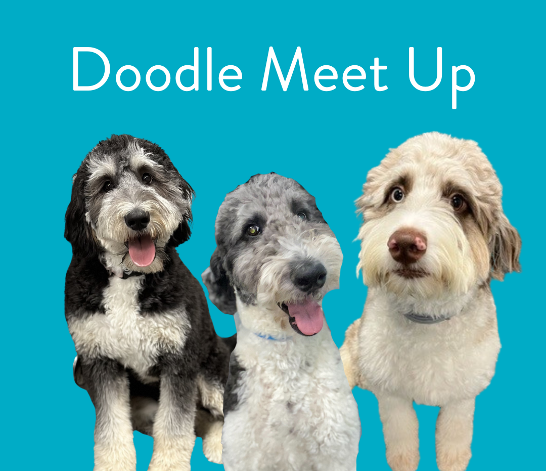 Doodle Meet Up! - Bearden-Knoxville