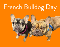 French Bulldog Day - Bearden-Knoxville