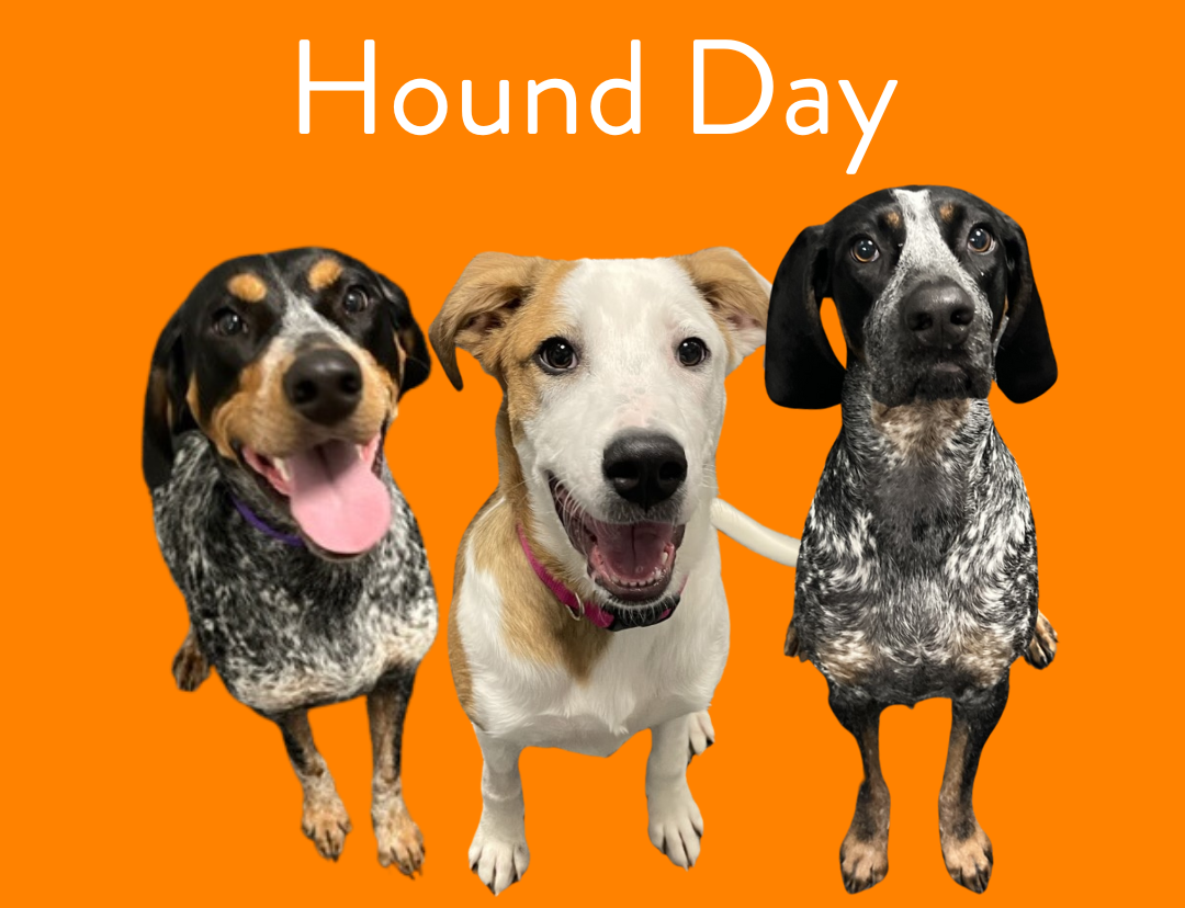 Hound Day - Bearden-Knoxville