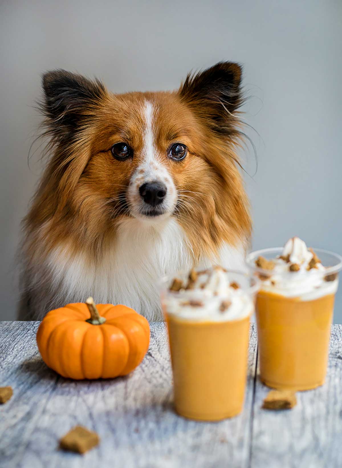 PUMPKIN PUP CUP TREAT DAY - Valley Forge