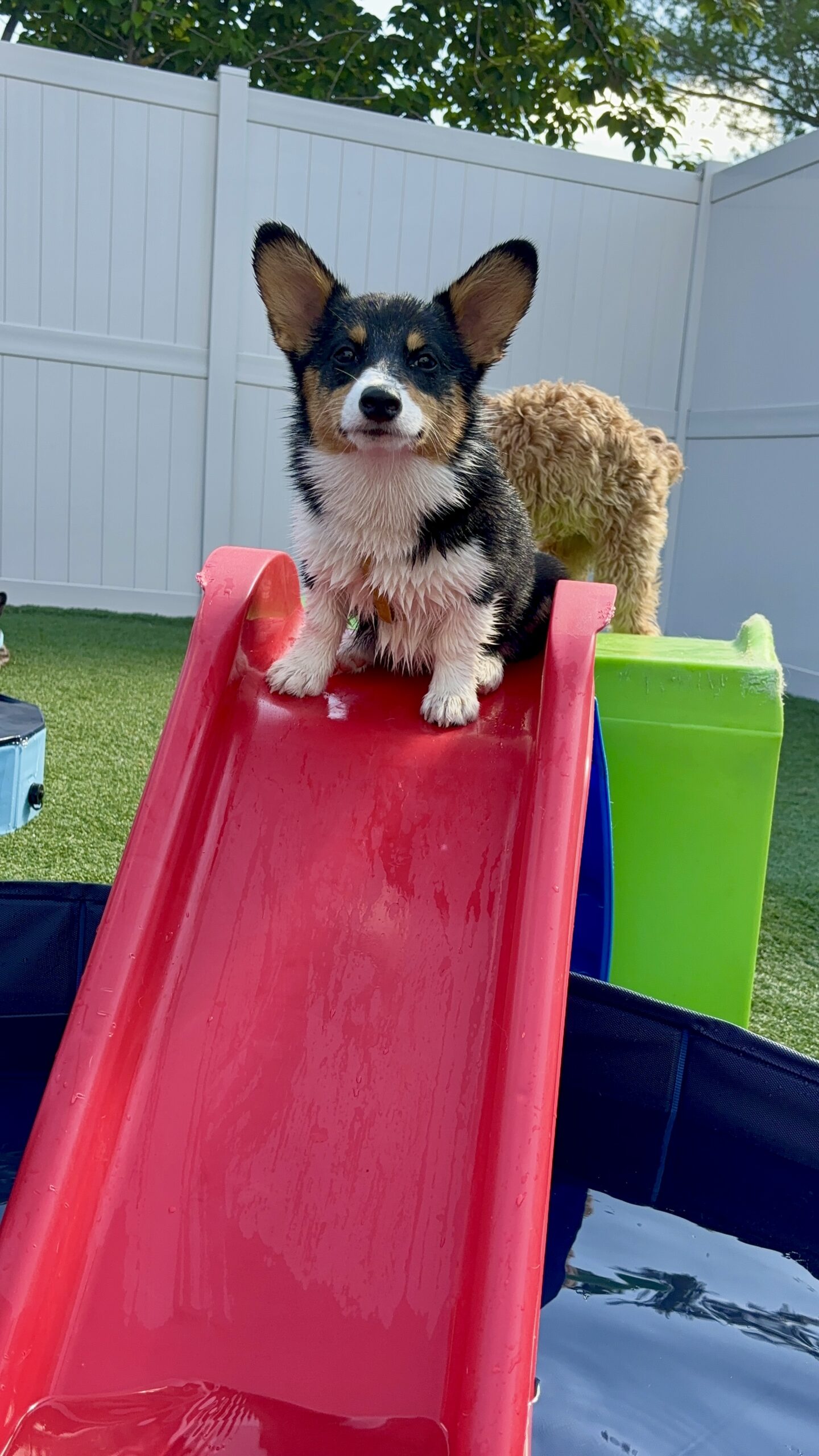 INTERNATIONAL CORGI DAY - Valley Forge