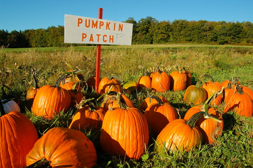 Pumpkin Patch Photoshoot - The Shire at CityLine