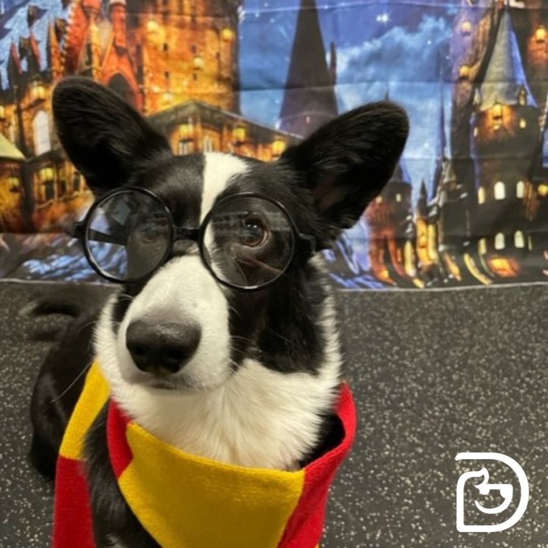 Harry Potter Week! - Montgomery