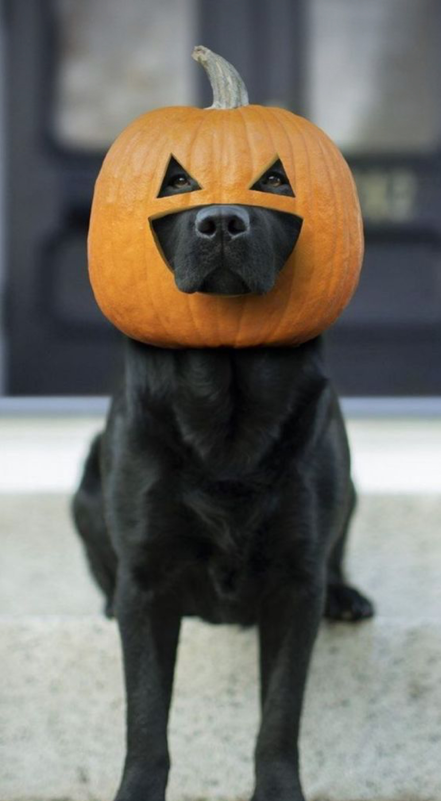 Jack-o'-Lantern Photoshoot - Myrtle Ave - Brooklyn