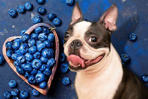 National Blueberry Day - Golden Valley