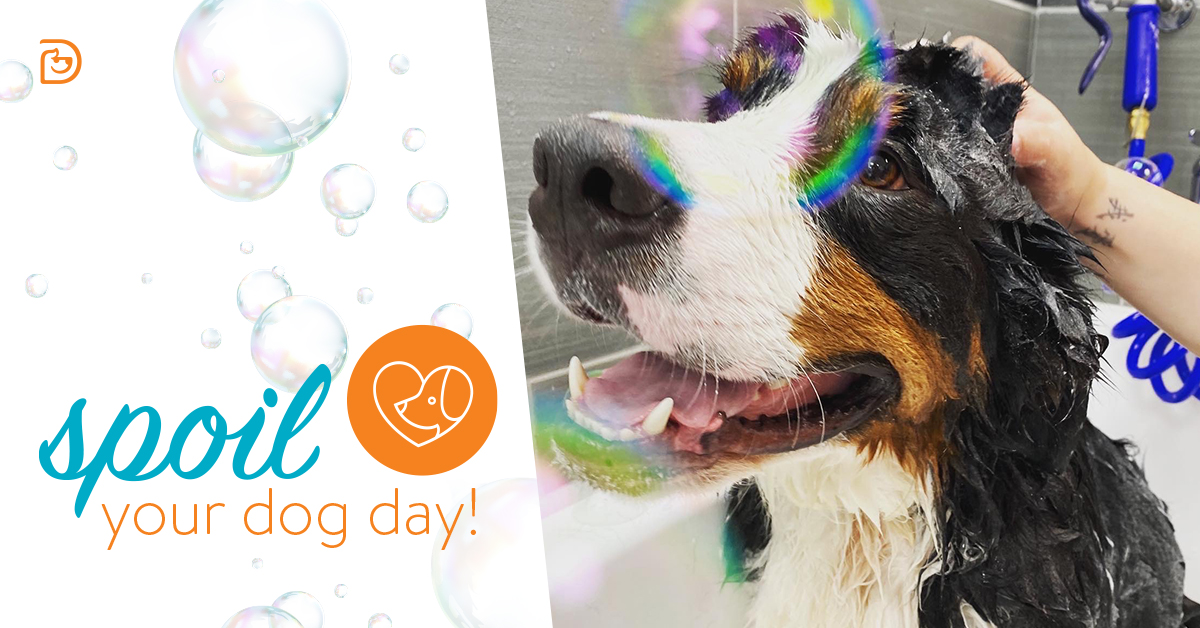 Spoil your dog day!! - Garden City Park