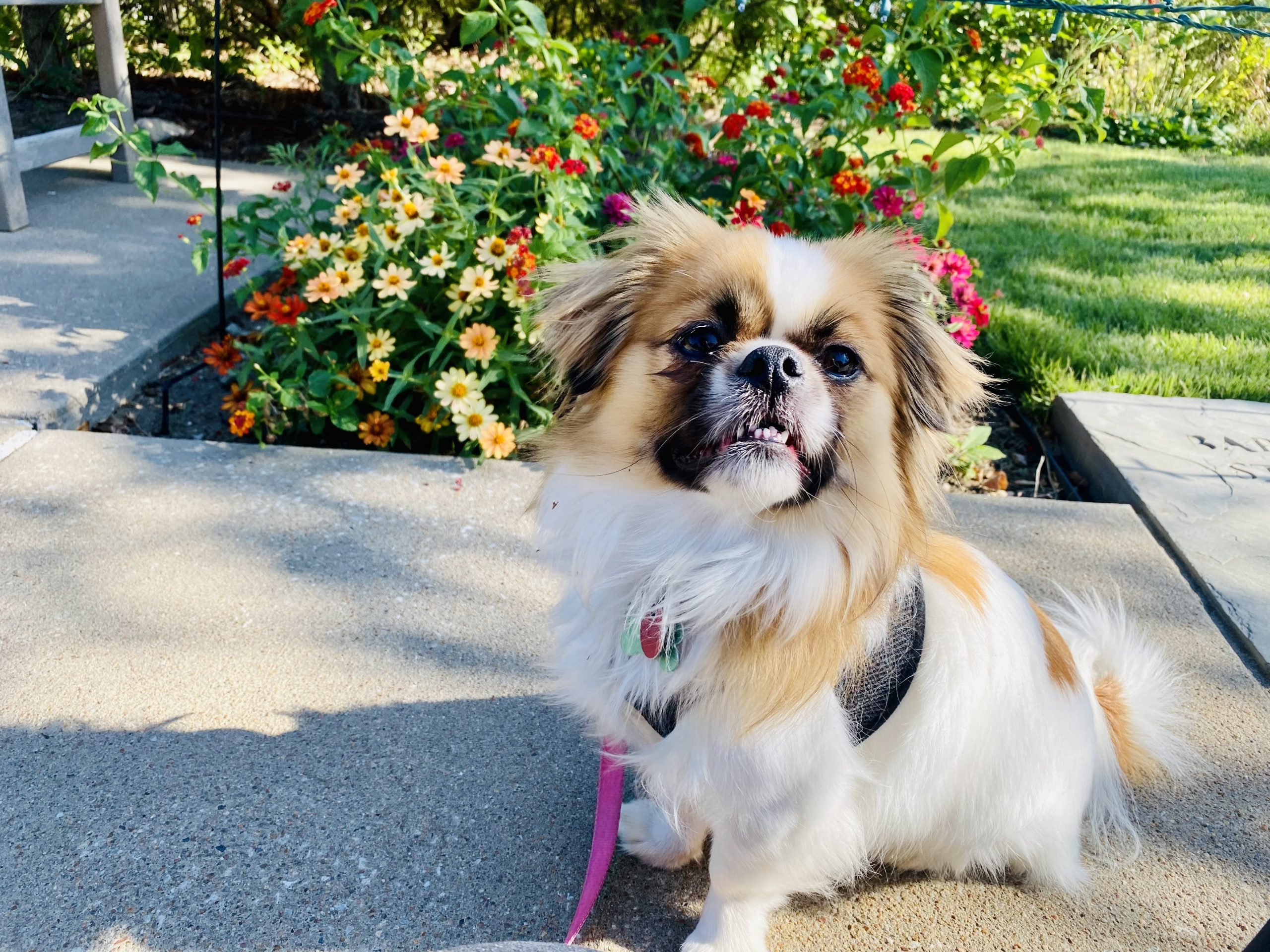 Second Saturday Dog Day - Tulsa Botanic Garden - South Tulsa
