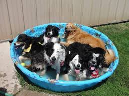 Pooch Pool Party! - East Pasadena
