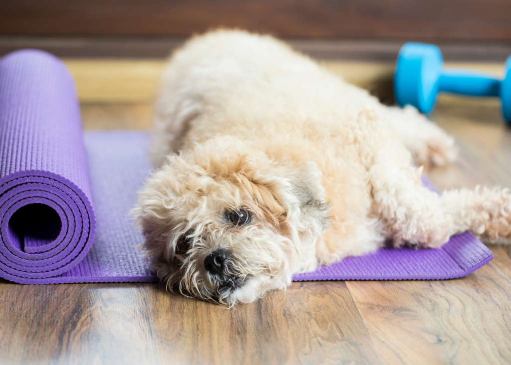 Doga - East Pasadena