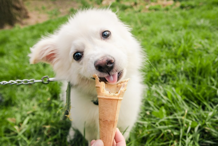 Dog Ice Cream Foundation Friday - Bacon - East Pasadena